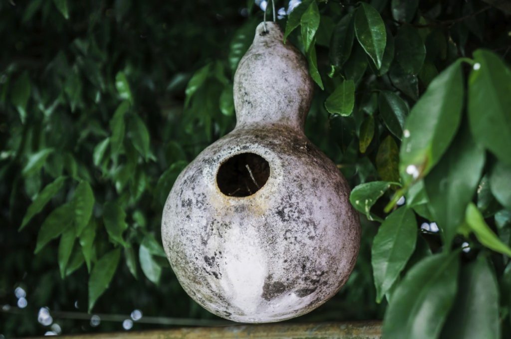 A Guide to How to Grow Gourds - Countryside